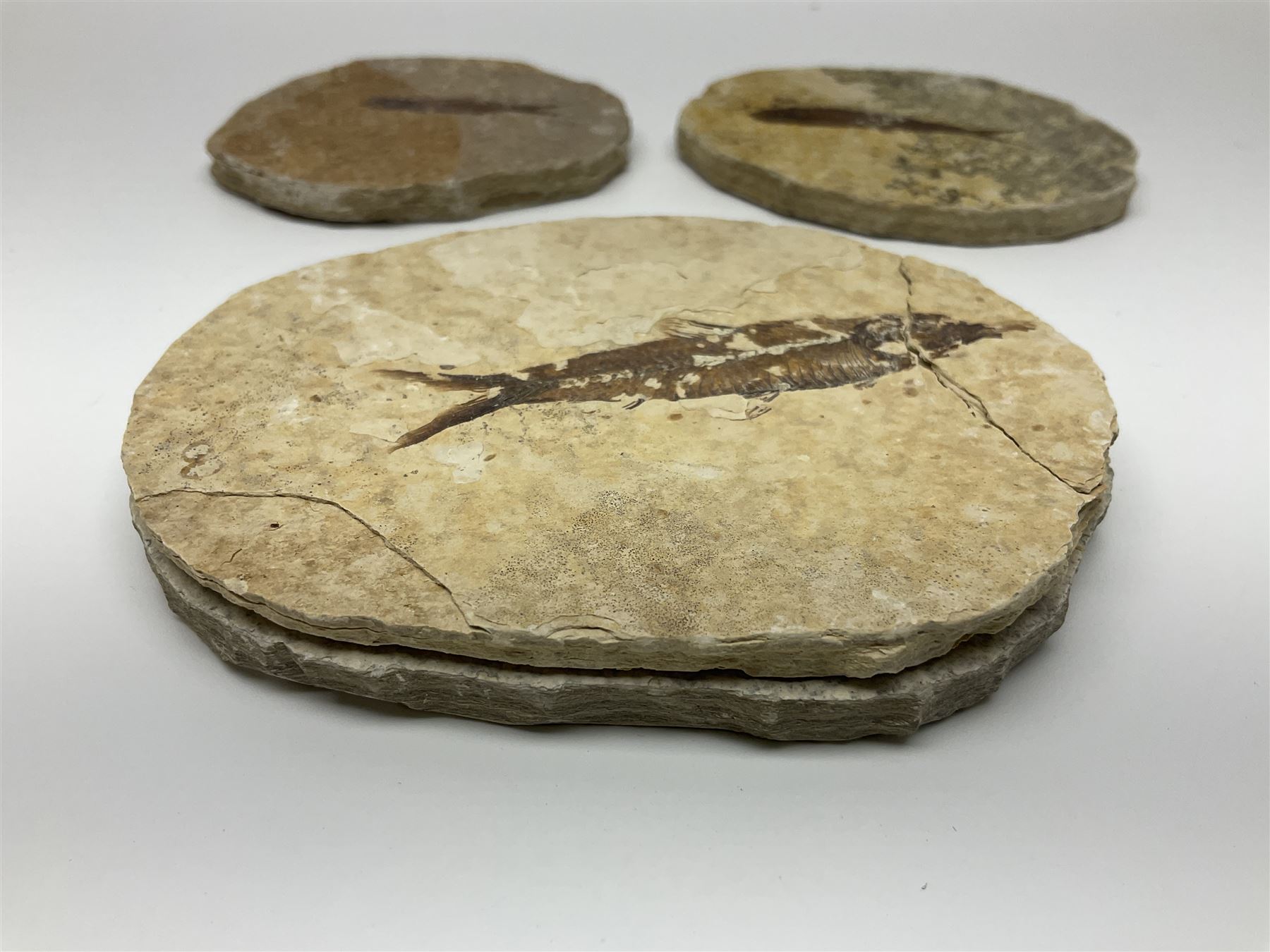 Three fossilised fish (Knightia alta) each in an individual matrix, age ...