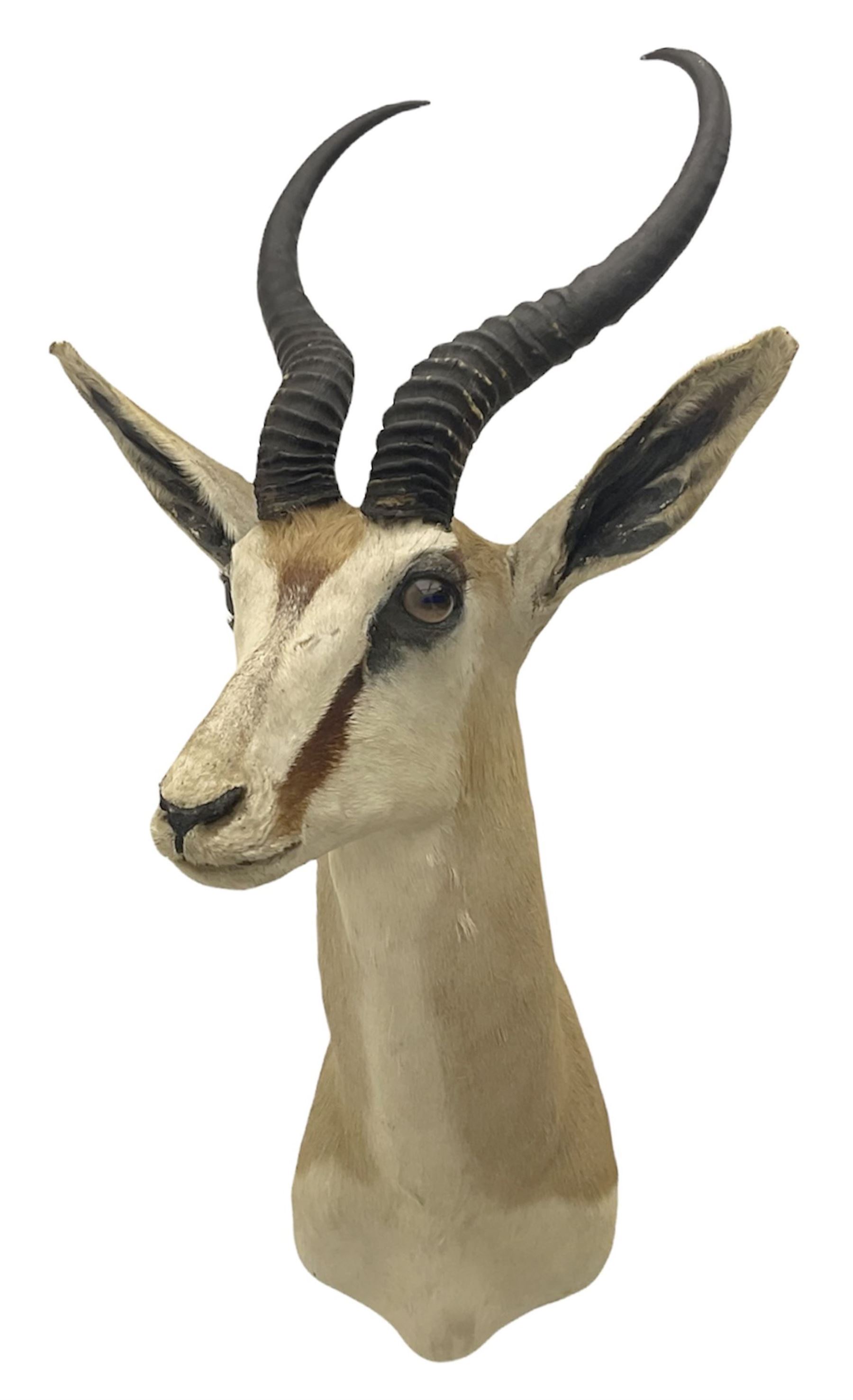 Springbok Mount