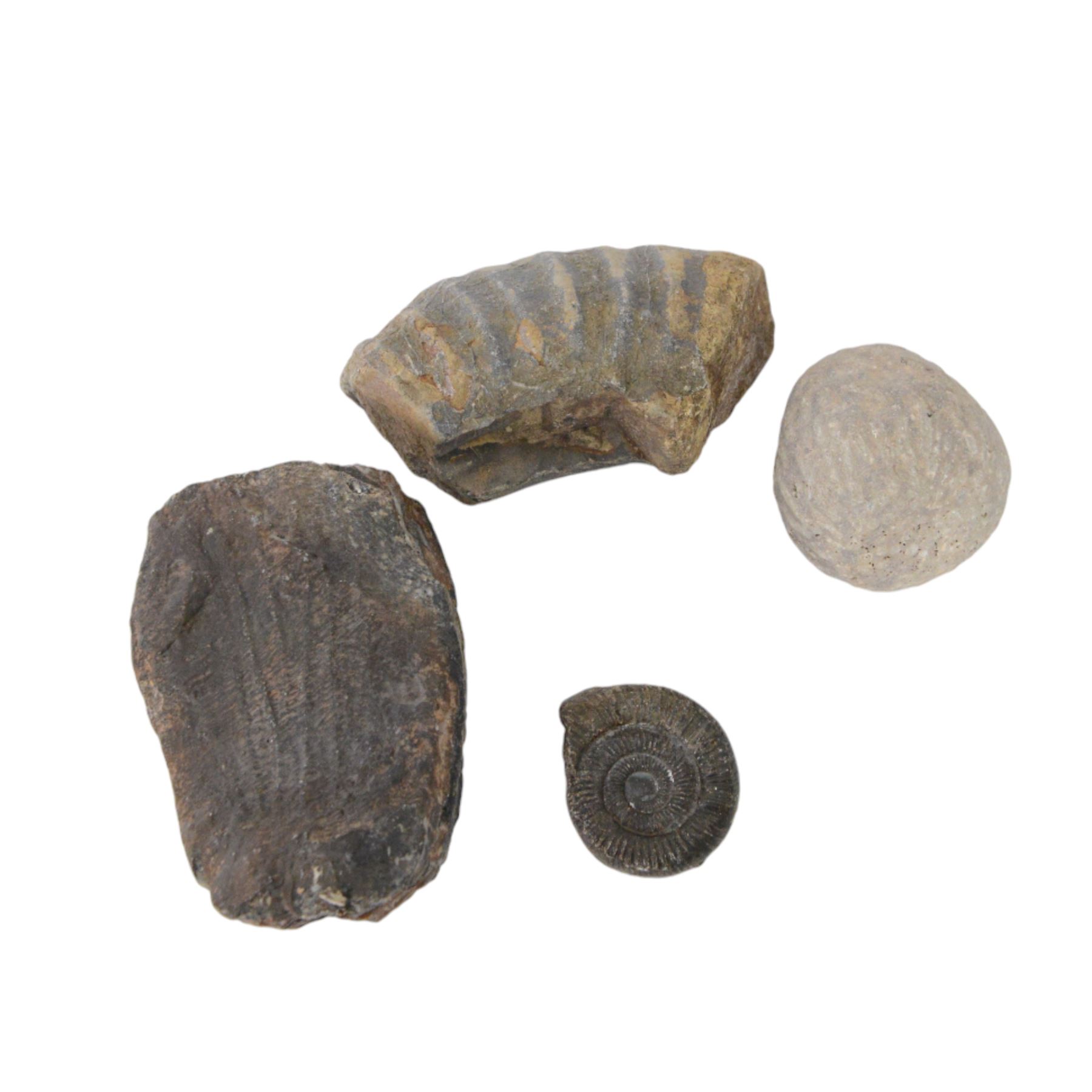 Collection of fossils including fossilised mammoth tooth | Fossils ...