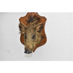 Taxidermy: Pair of European Wild Boar (Sus scrofa), adult male and ...