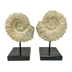 Pair of ammonite fossils | Fossils, Minerals & Natural Sciences | 84738