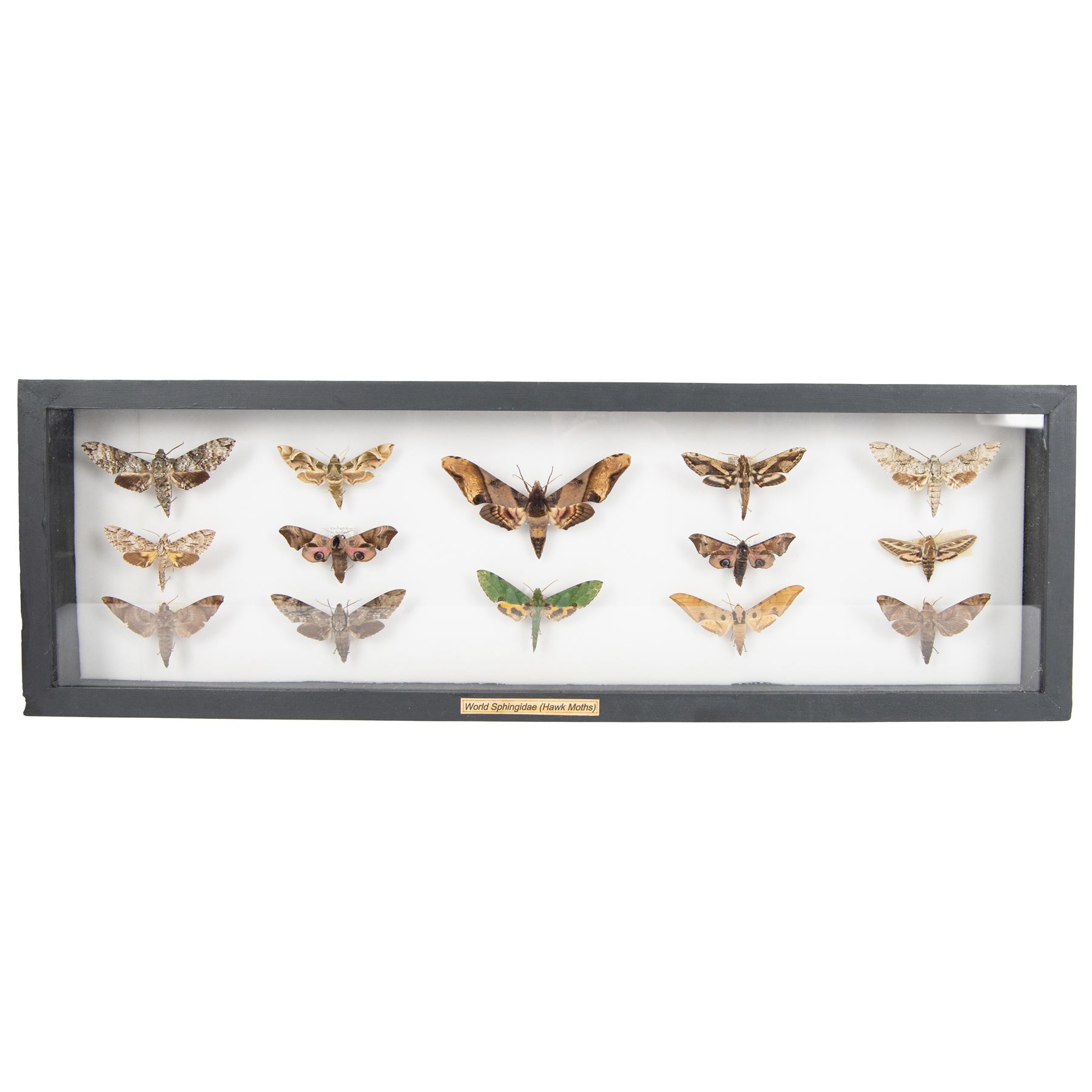 Entomology: Single glazed display of Hawk (Sphingidae) moths ...