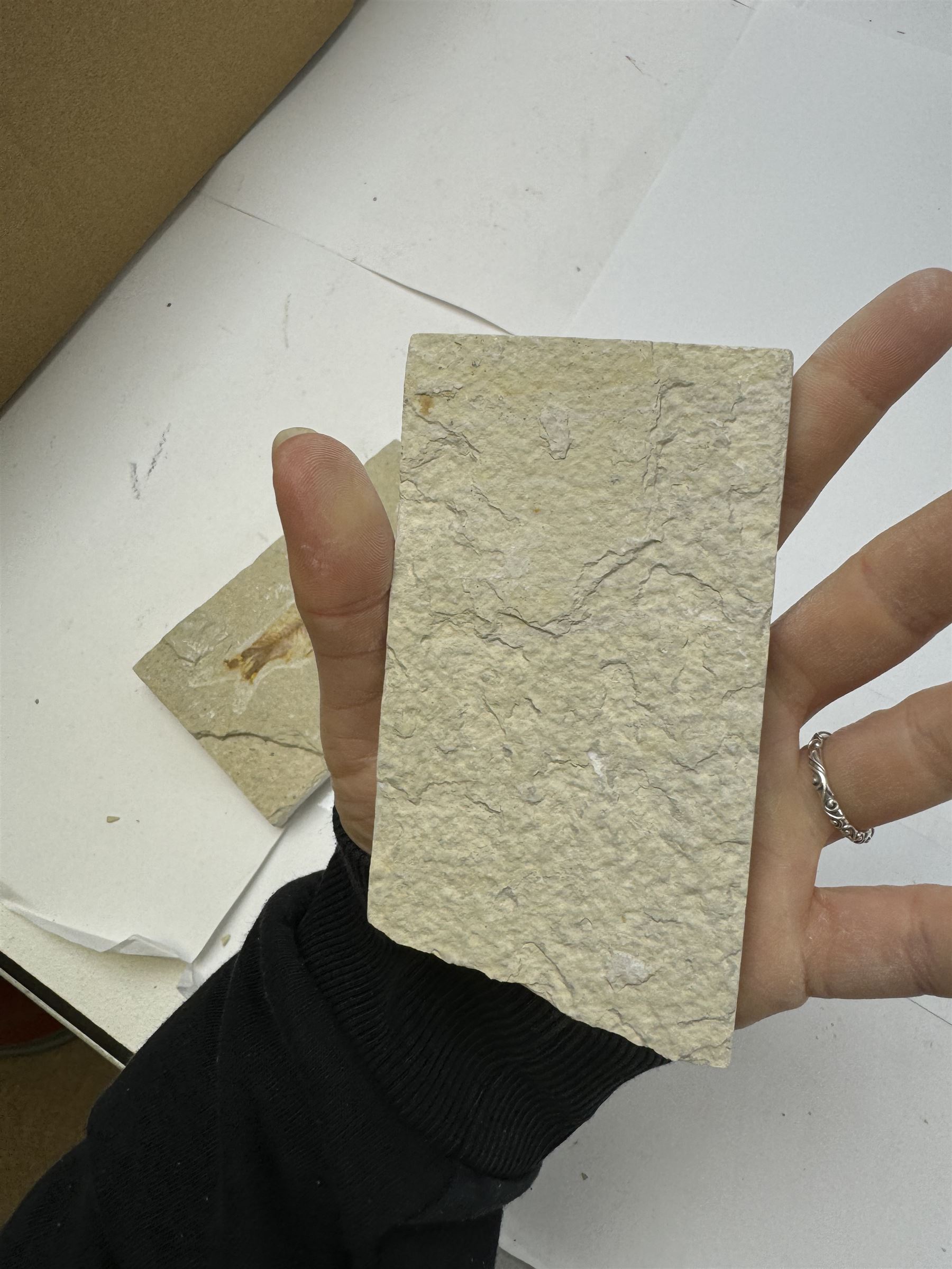 Four fossilised fish (Knightia alta) each in an individual matrix ...