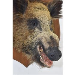 Taxidermy: European Wild Boar (Sus scrofa), adult male neck mount ...