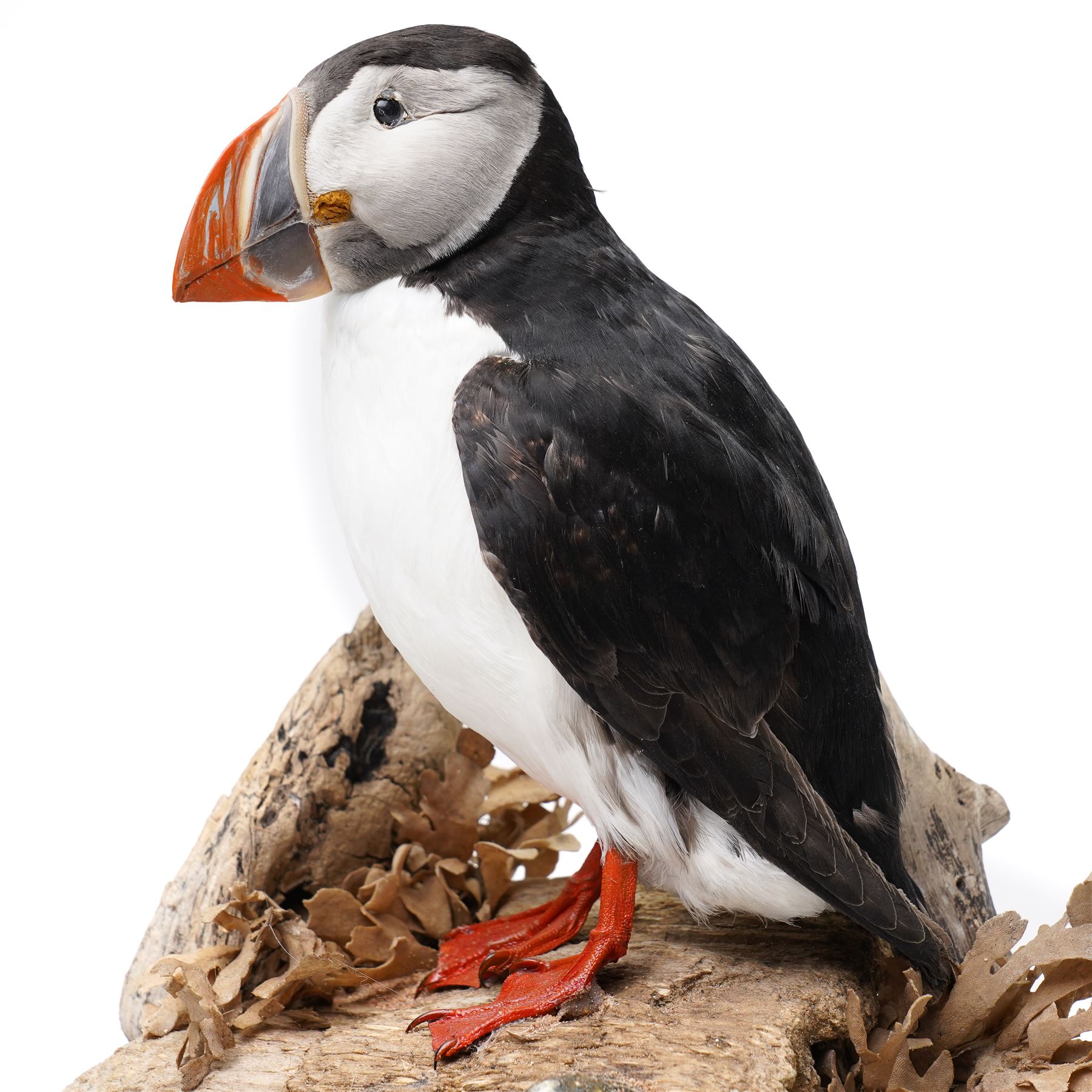 Taxidermy - Study of an Atlantic Puffin (Fratercula arctica ...