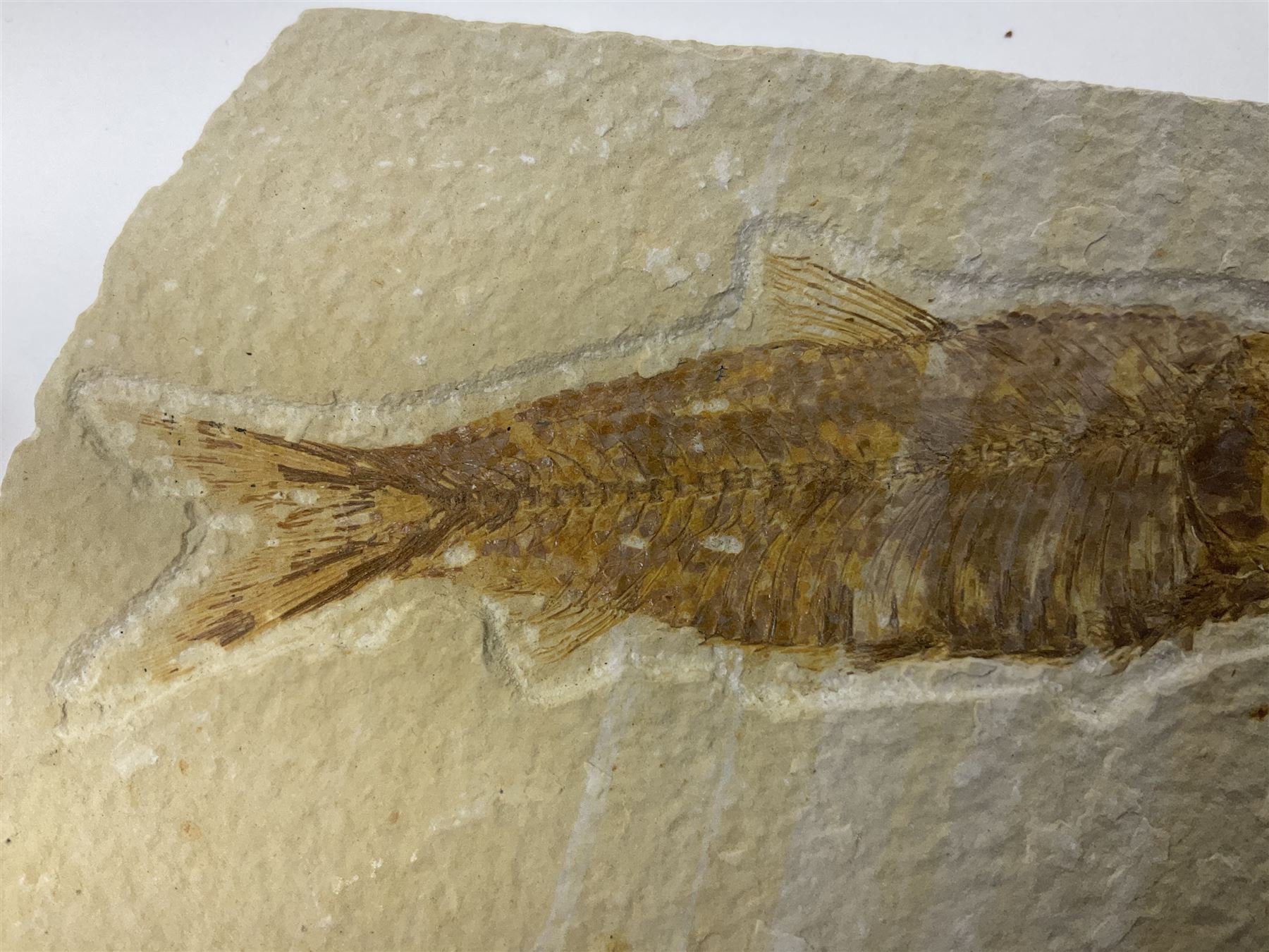 Two fossilised fish (Knightia alta) each in an individual matrix, age ...
