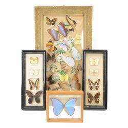 Entomology: Single glazed display of butterflies | Taxidermy ...