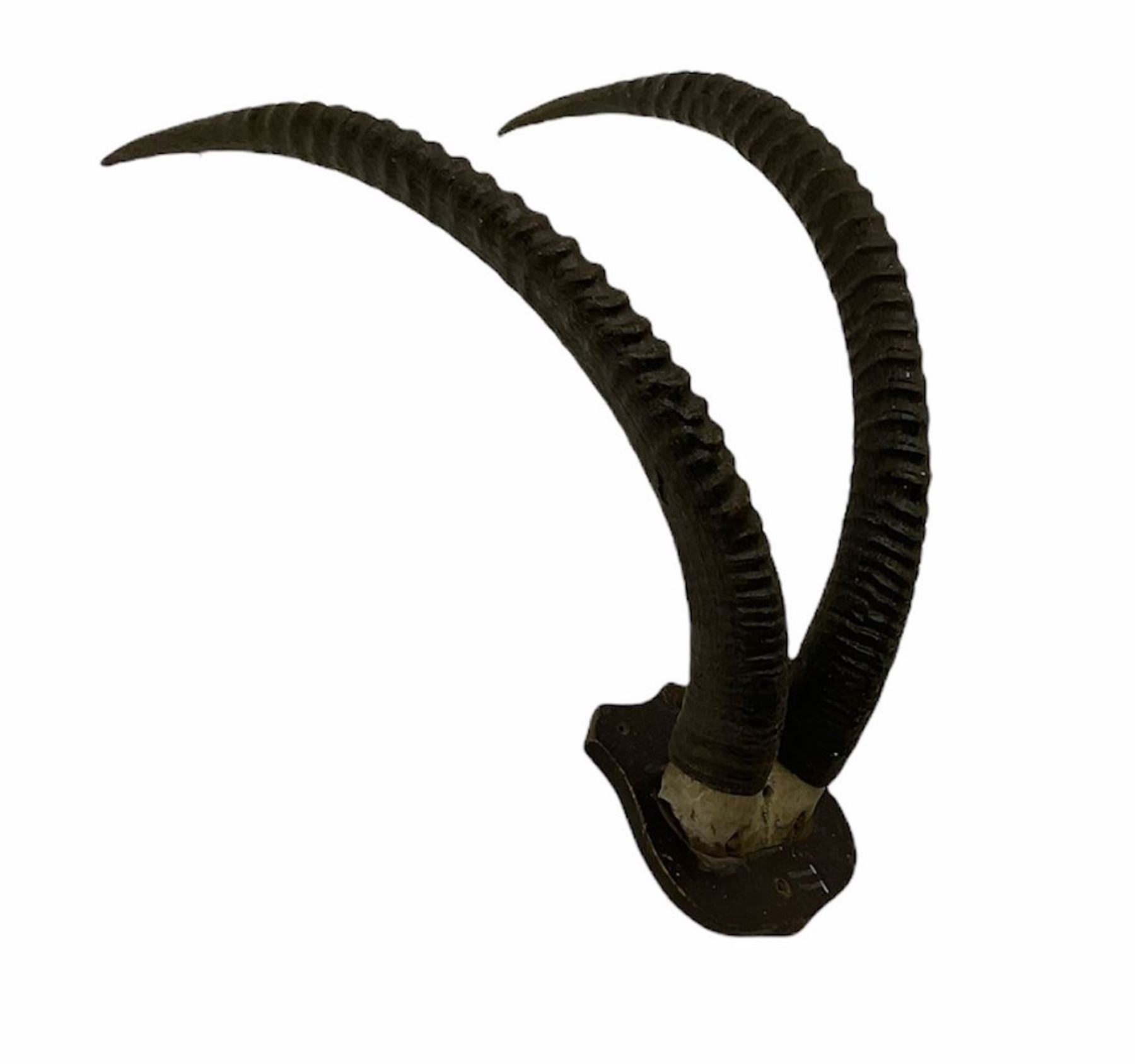 Antlers/Horns: Alpine Ibex (Capra ibex) curved adults horns | Taxidermy ...