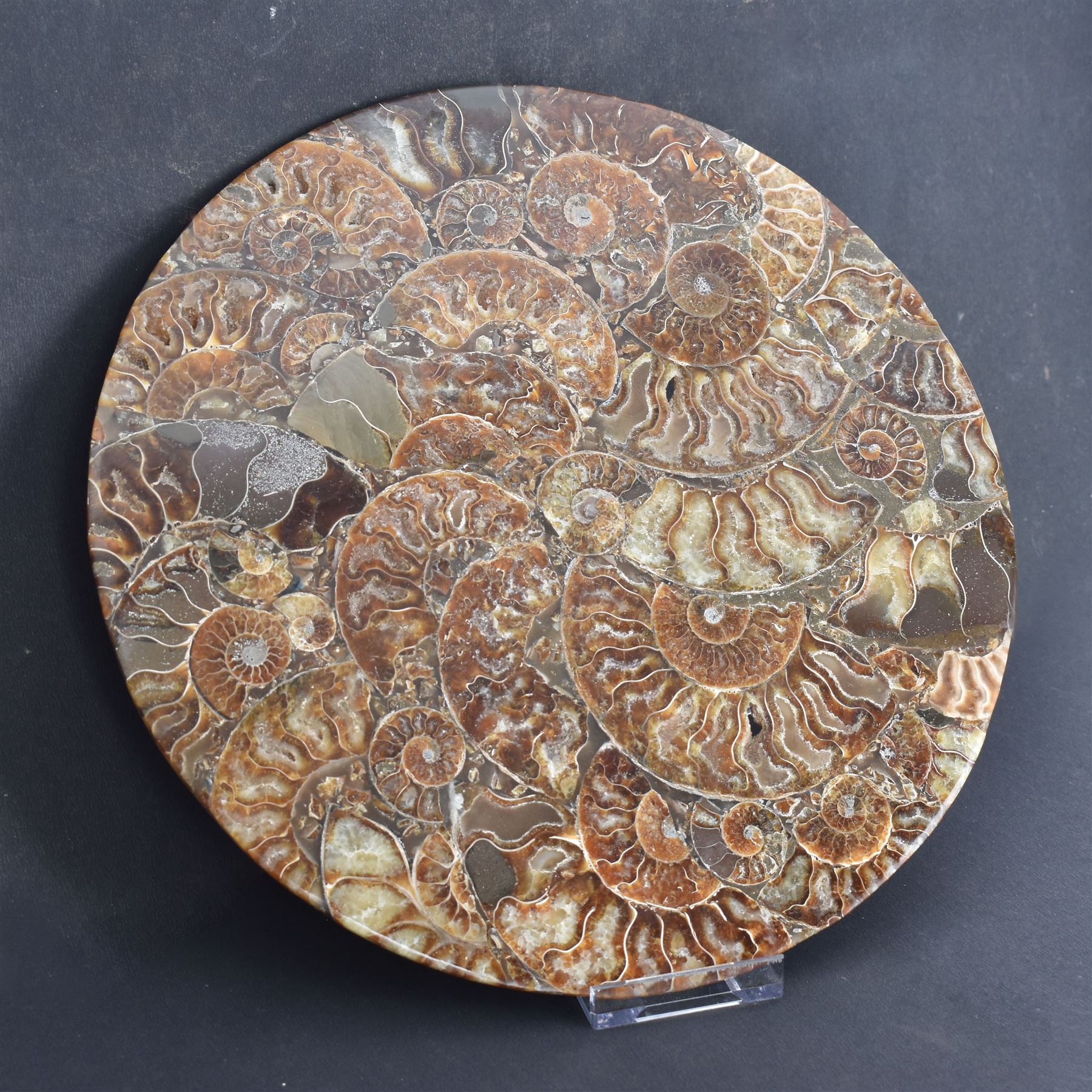 Polished ammonite plate | Fossils, Minerals & Natural Sciences | 106234
