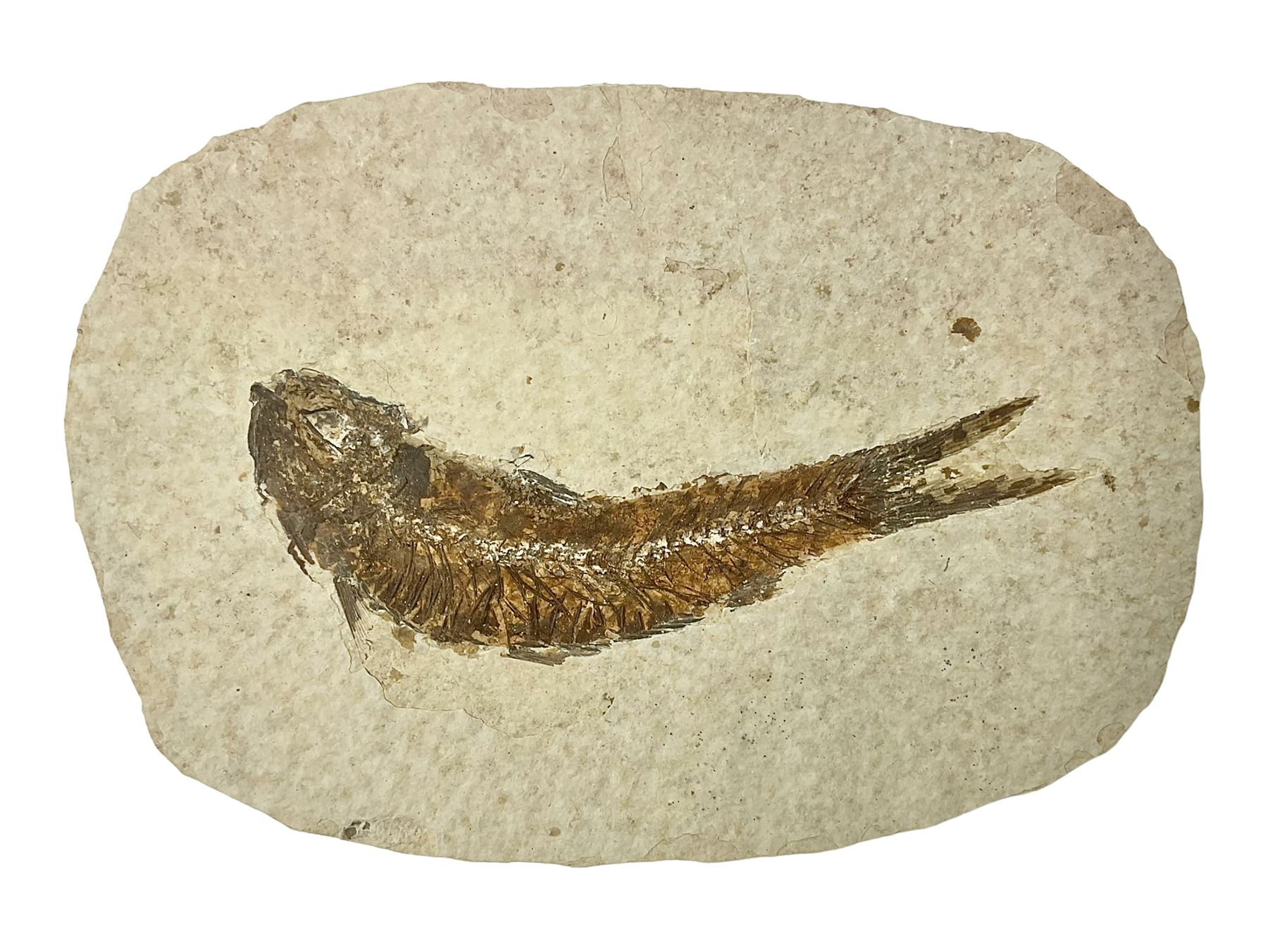 Fossilised fish (Knightia alta) in an oval matrix; age; Eocene period ...