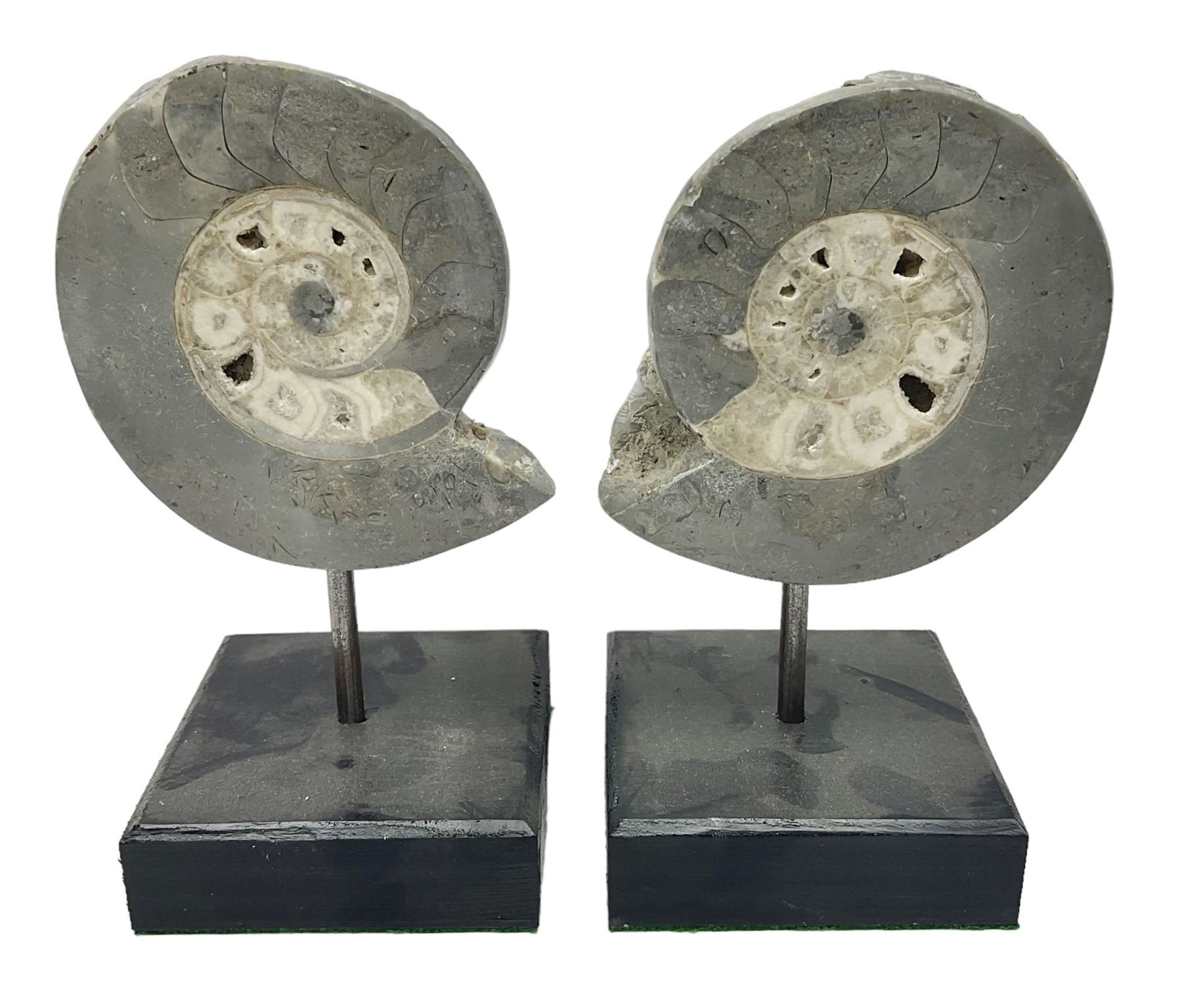 Pair of Vascoceras ammonites cut and polished showing the internal ...
