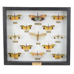 Entomology: Single glazed display of Fulgoridae | Taxidermy ...