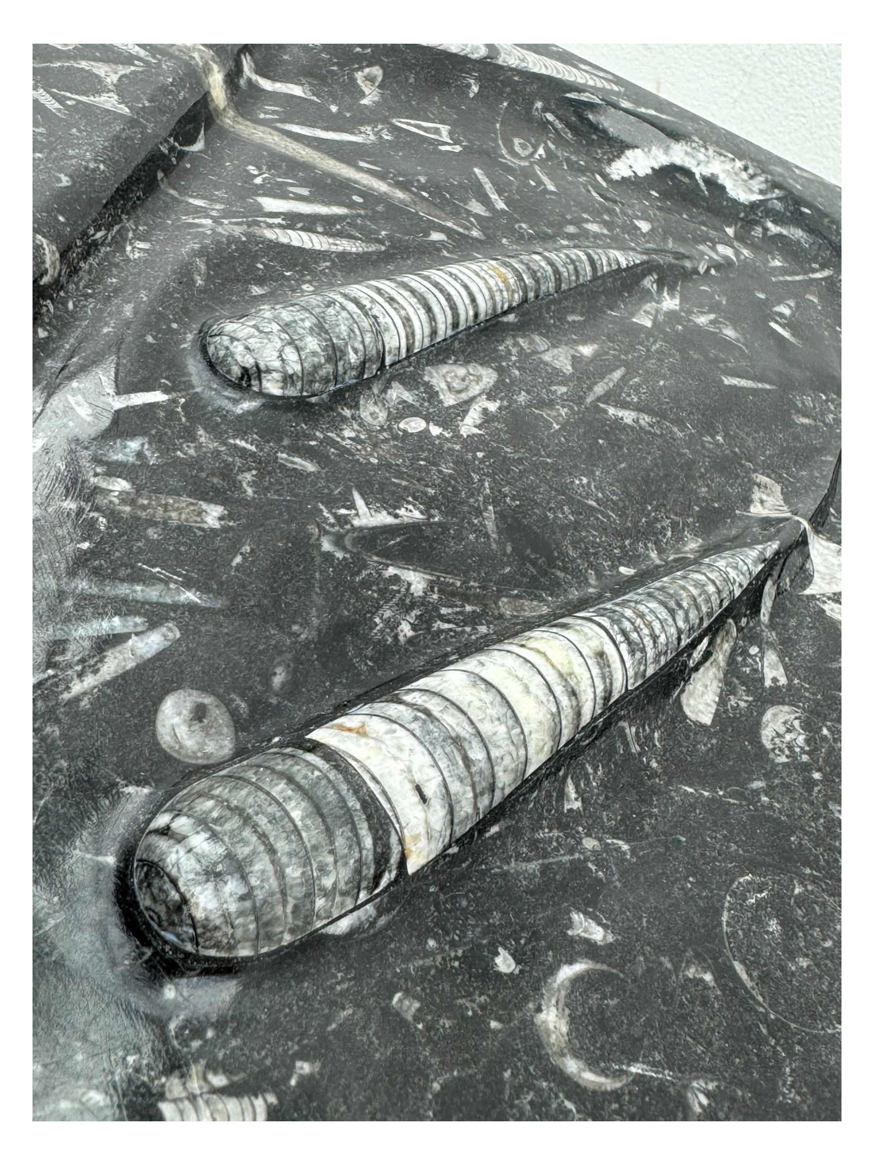 Marble hall table with orthoceras and goniatite inclusions | Fossils ...