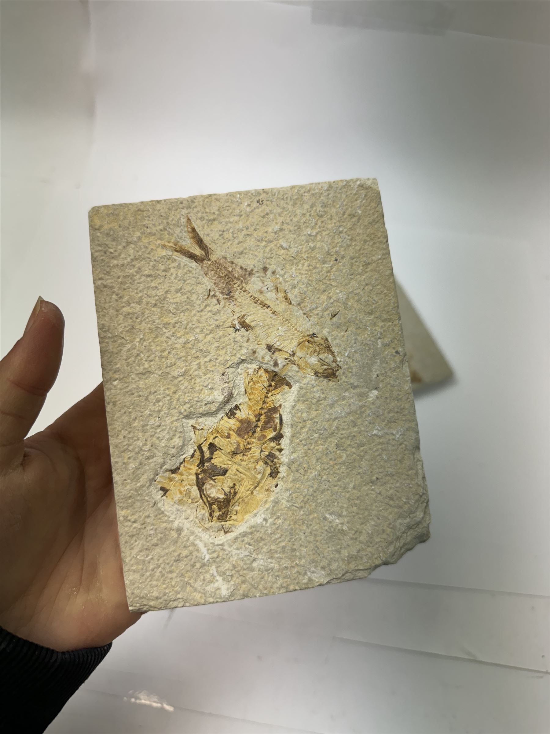 Five fossilised fish (Knightia alta) in three matrix | Fossils ...