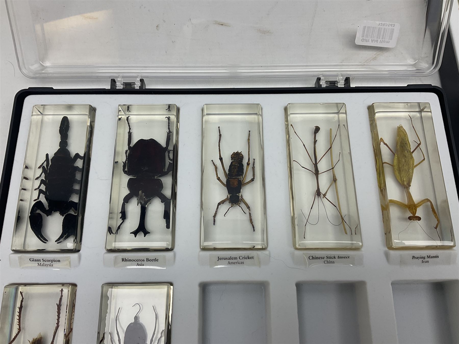 Entomology: collection of fifty two insect specimens | Taxidermy ...