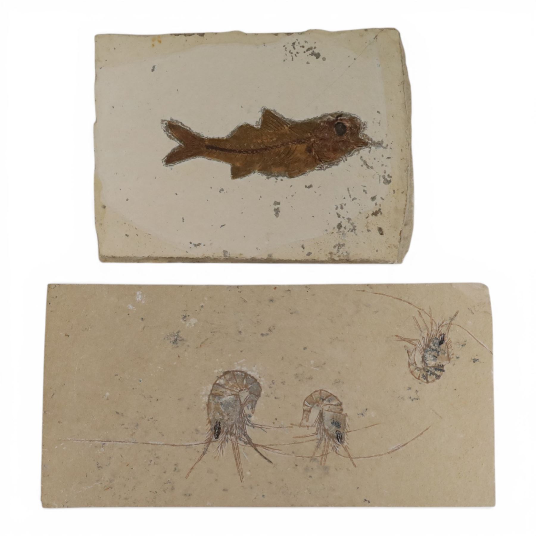 Fossilised fish specimens | Fossils, Minerals & Natural Sciences | 167677