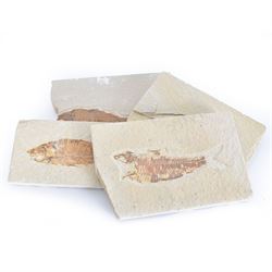 Four fossilised fish (Knightia alta) each in an individual matrix ...