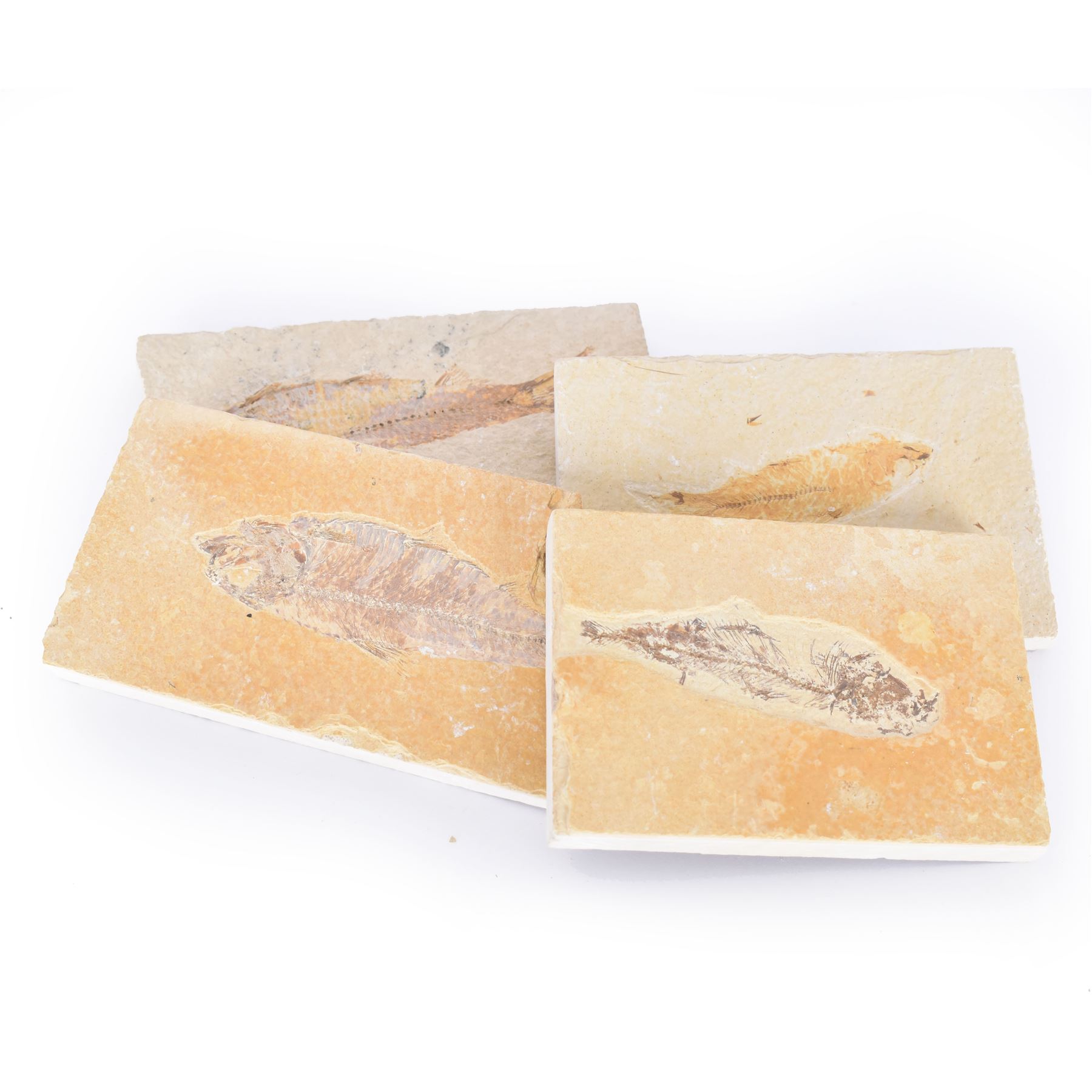 Four fossilised fish (Knightia alta) each in an individual matrix ...