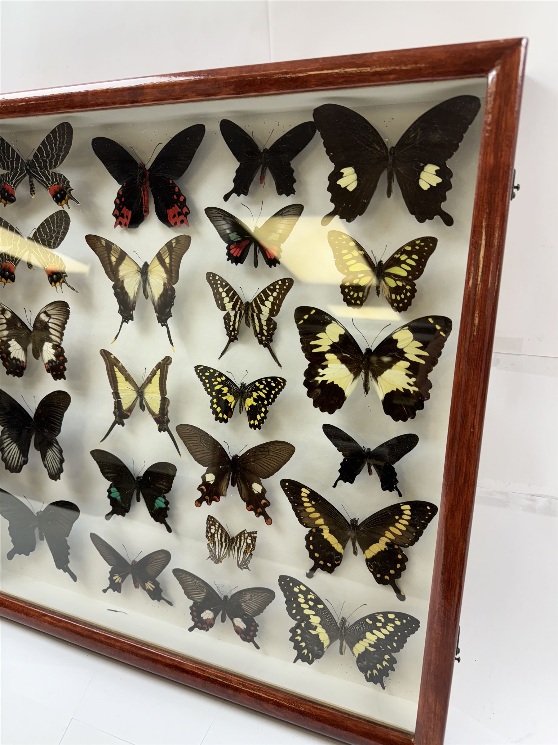 Entomology: Single glazed display of butterflies | Taxidermy ...