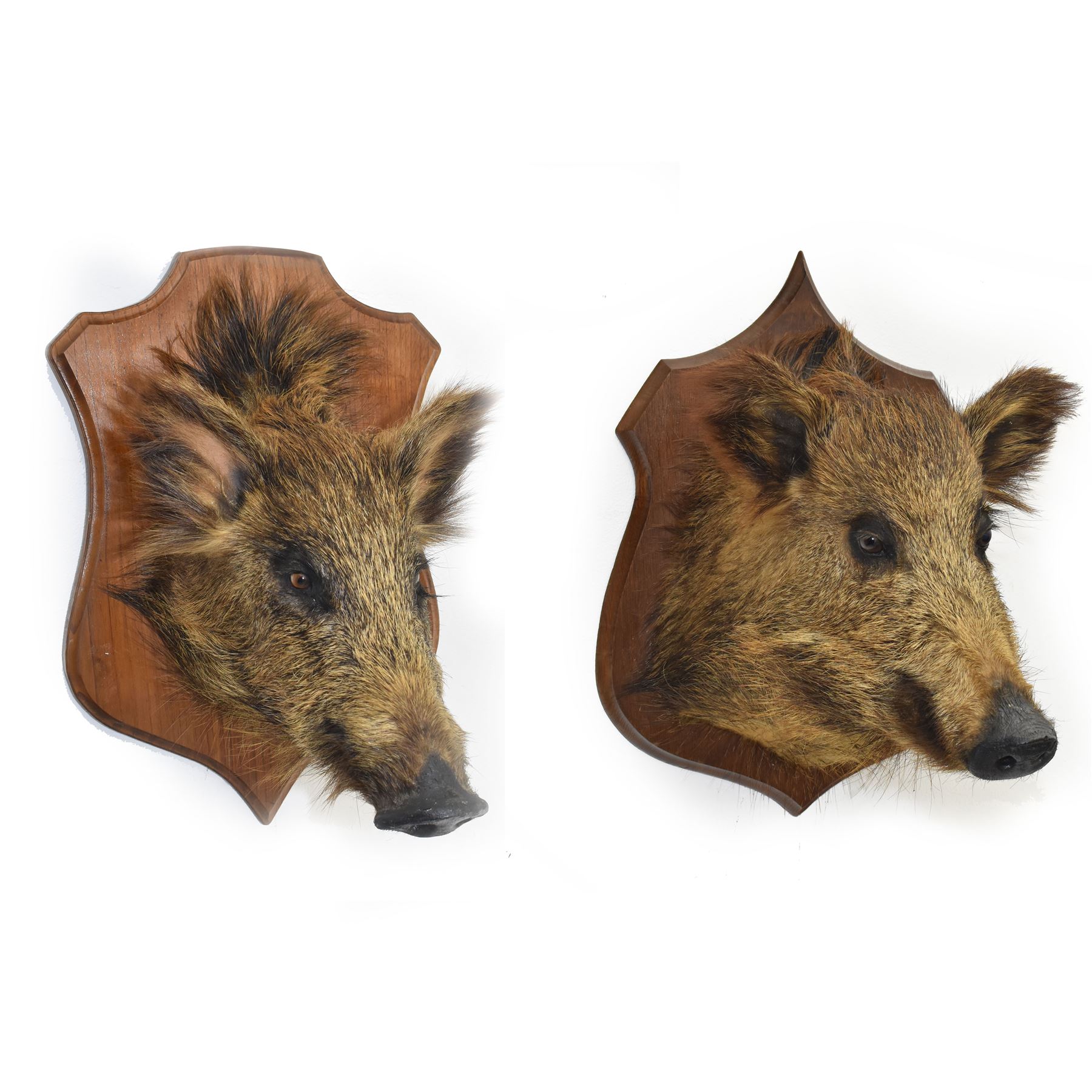 Taxidermy | Taxidermy & Entomology | 104486