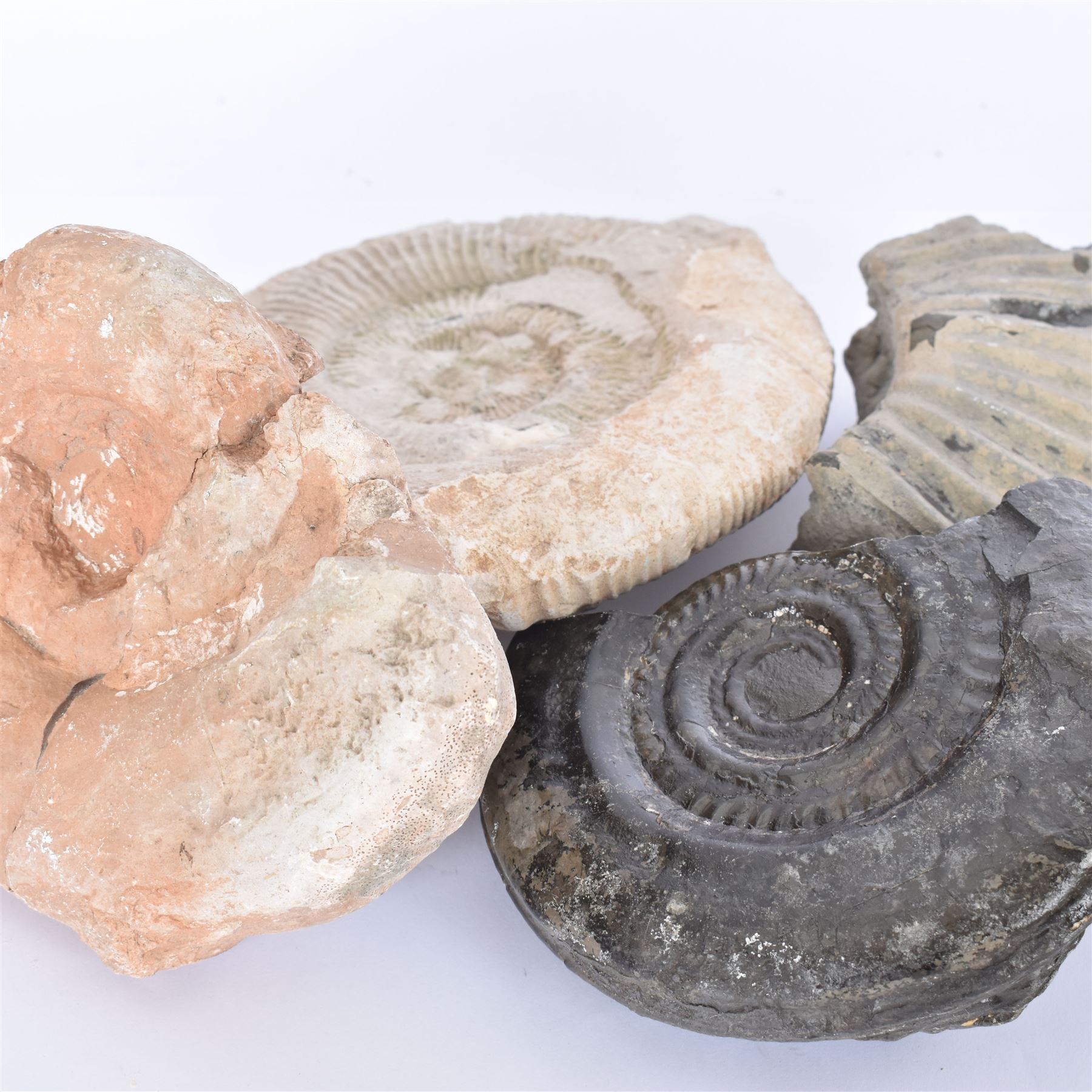 Ammonites and parts of ammonites | Fossils, Minerals & Natural Sciences ...