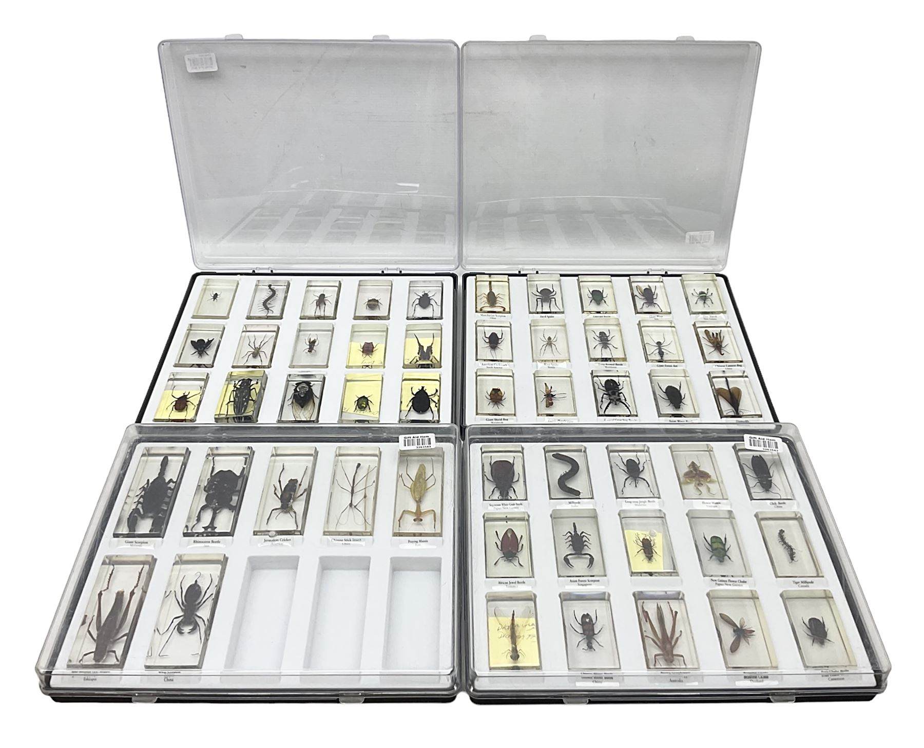 Entomology: collection of fifty two insect specimens | Taxidermy ...