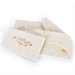 Four fossilised fish (Knightia alta) each in an individual matrix ...