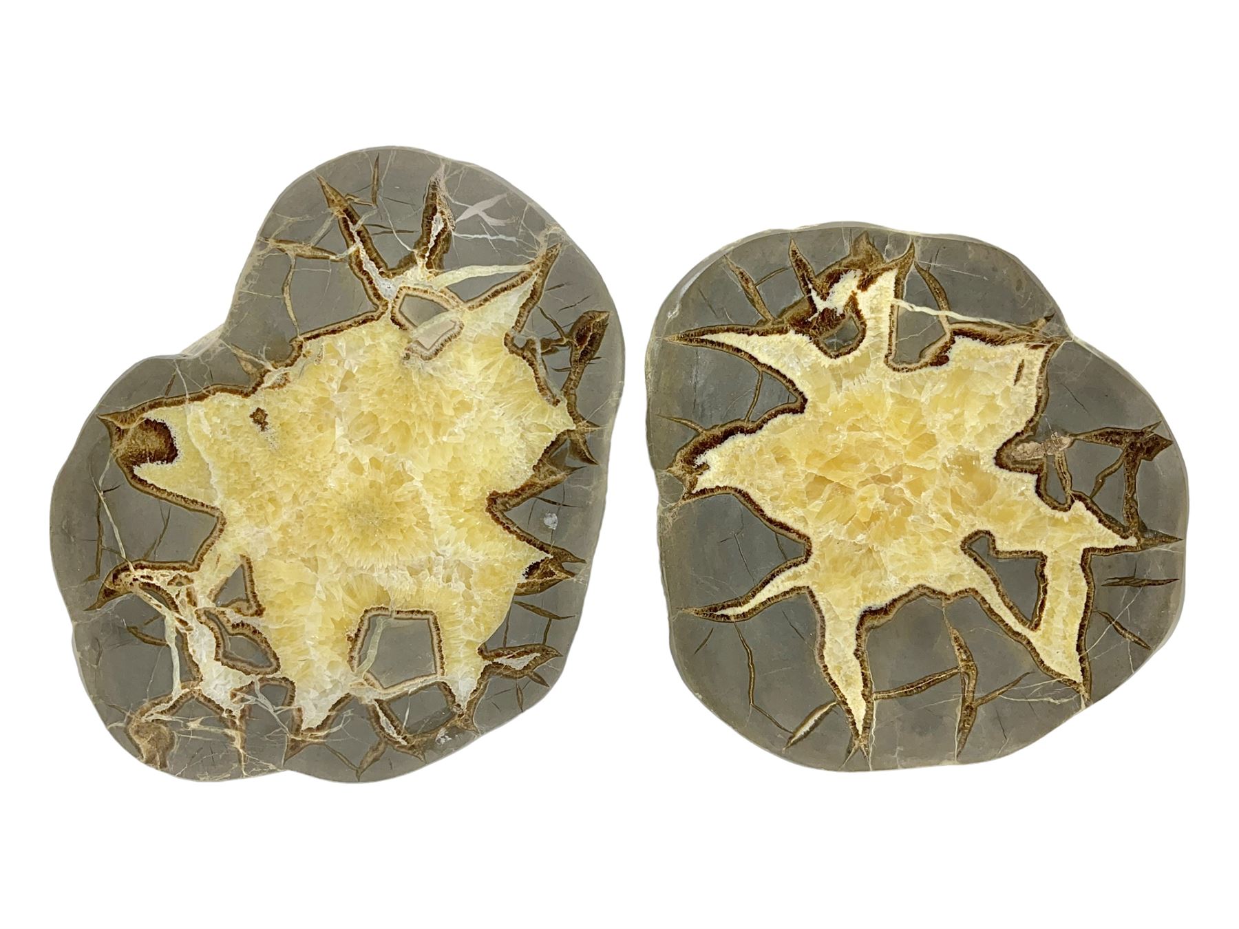 Pair of septarian slices, polished, with a calcite centre and argonite ...