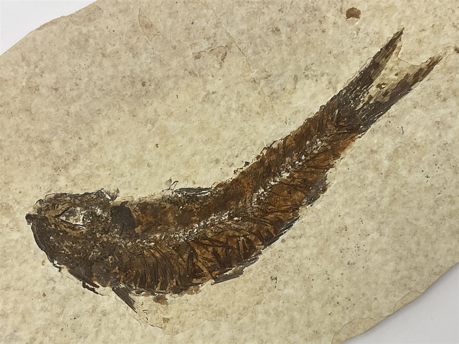 Fossilised fish (Knightia alta) in an oval matrix; age; Eocene period ...