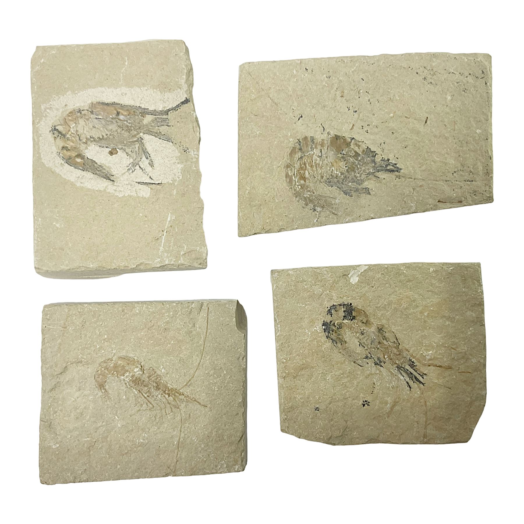 Four fossilised shrimp (Aeger tipularius) each in an individual matrix ...