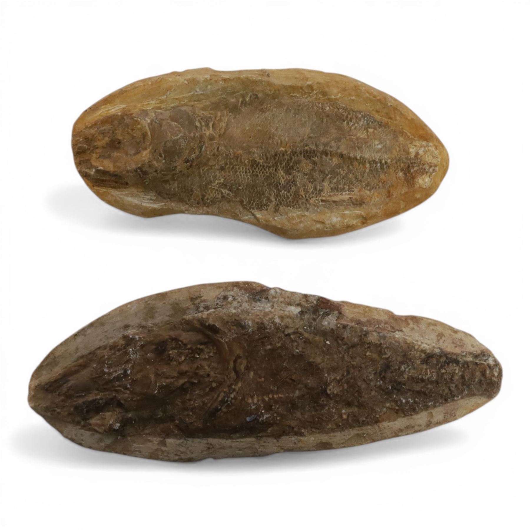 Fossilised fish specimens | Fossils, Minerals & Natural Sciences | 167677