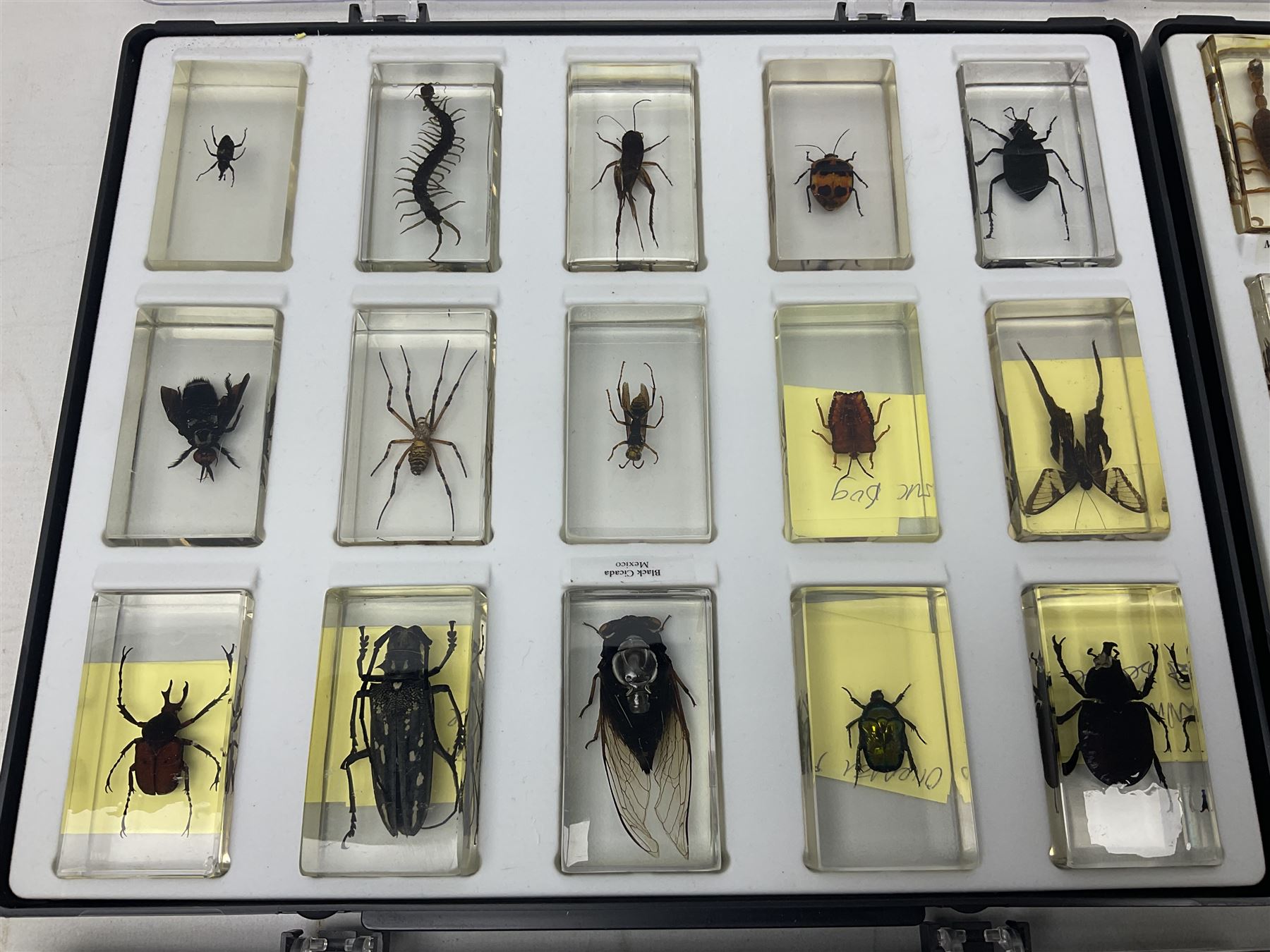 Entomology: collection of fifty two insect specimens | Taxidermy ...