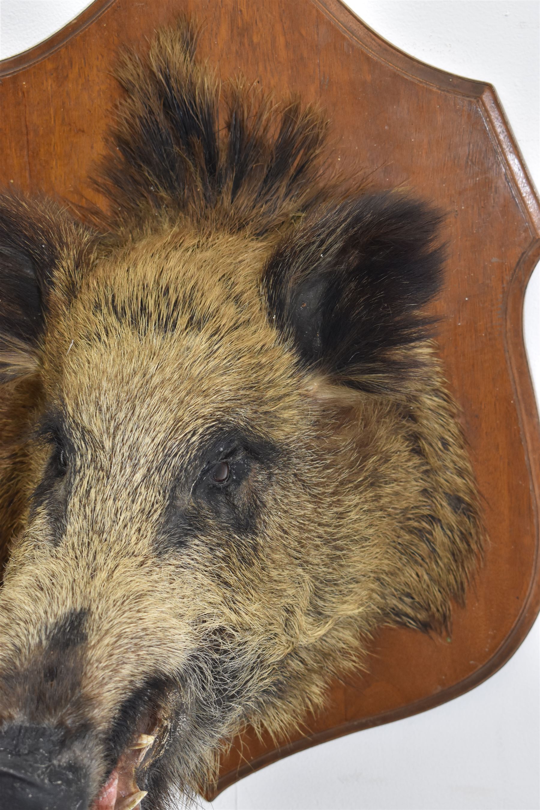 Taxidermy: European Wild Boar (Sus scrofa) | Taxidermy & Entomology ...