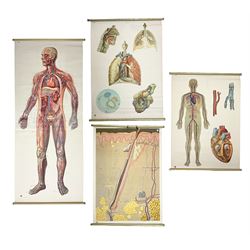Four Dutch educational wall hangings published by The Deutsches Hygiene ...