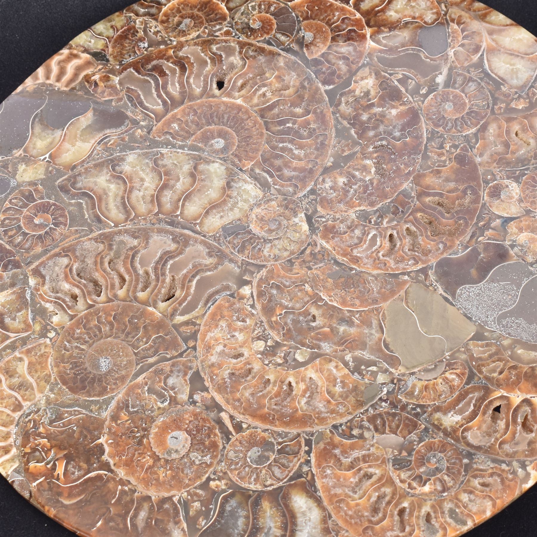 Polished ammonite plate | Fossils, Minerals & Natural Sciences | 106234