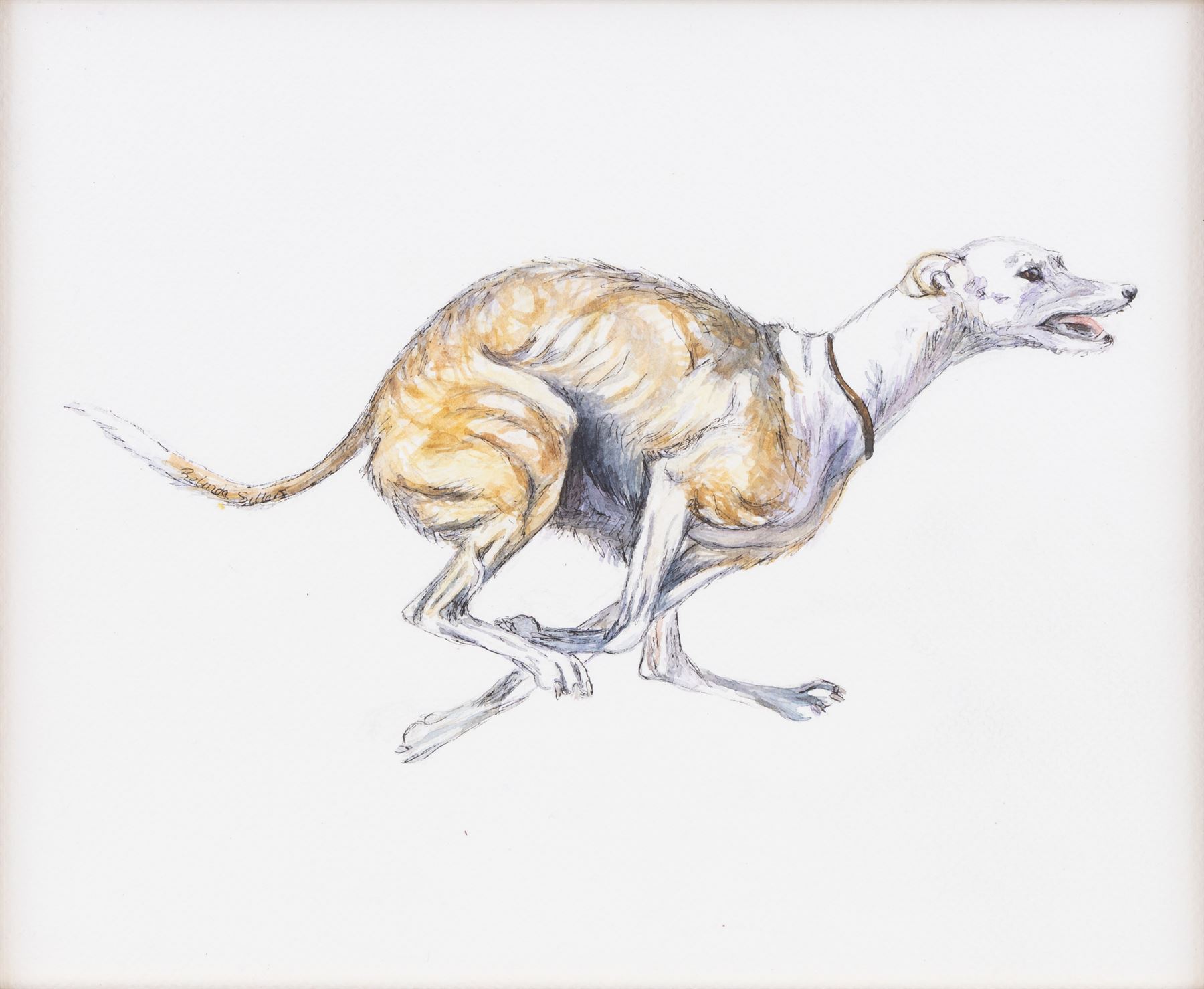 Belinda Sillars (British 1961-): Racing Greyhound | Paintings, Drawings ...