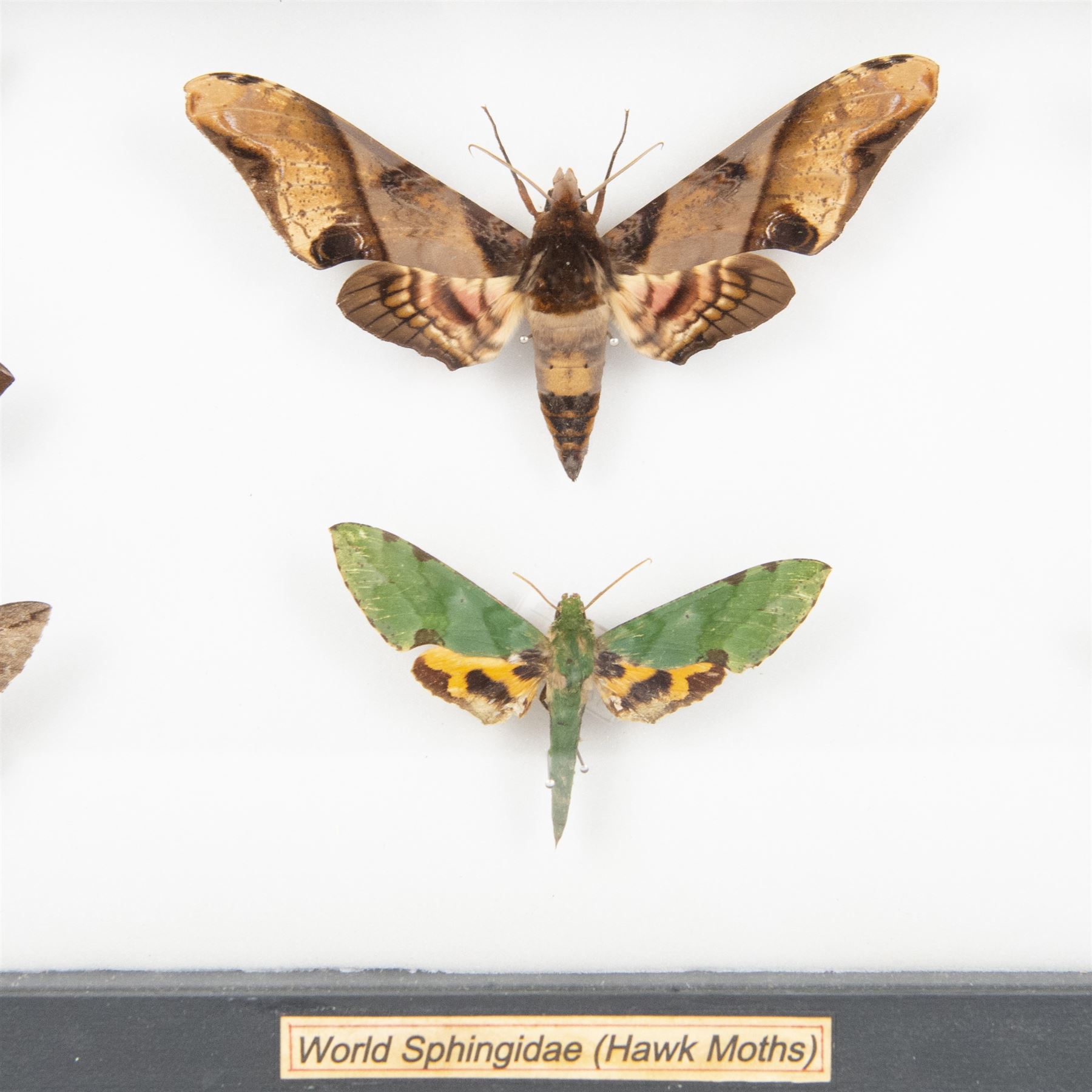 Entomology: Single glazed display of Hawk (Sphingidae) moths ...