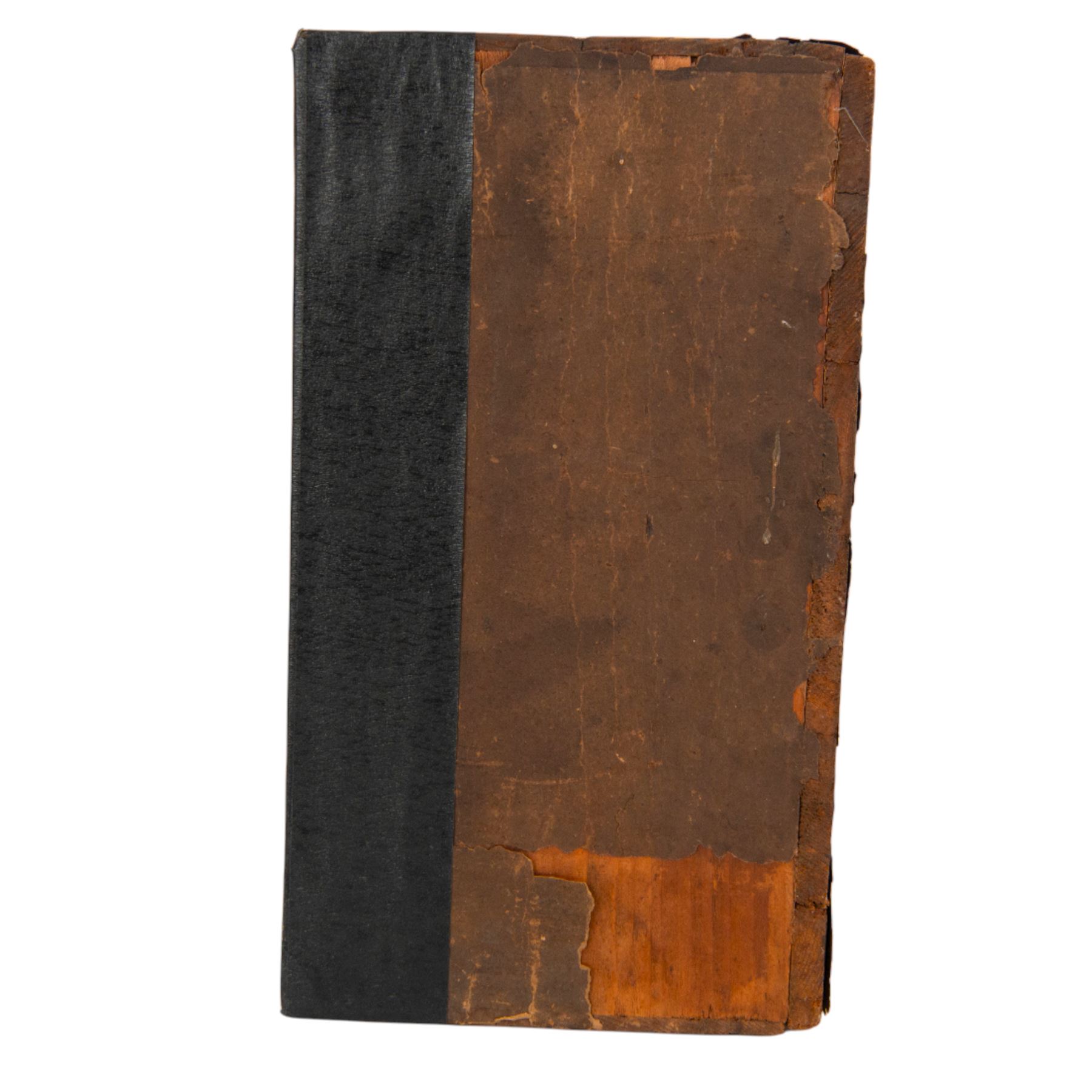 Taxidermy: Pair of Victorian White-throated Dippers (Cinclus cinclus ...