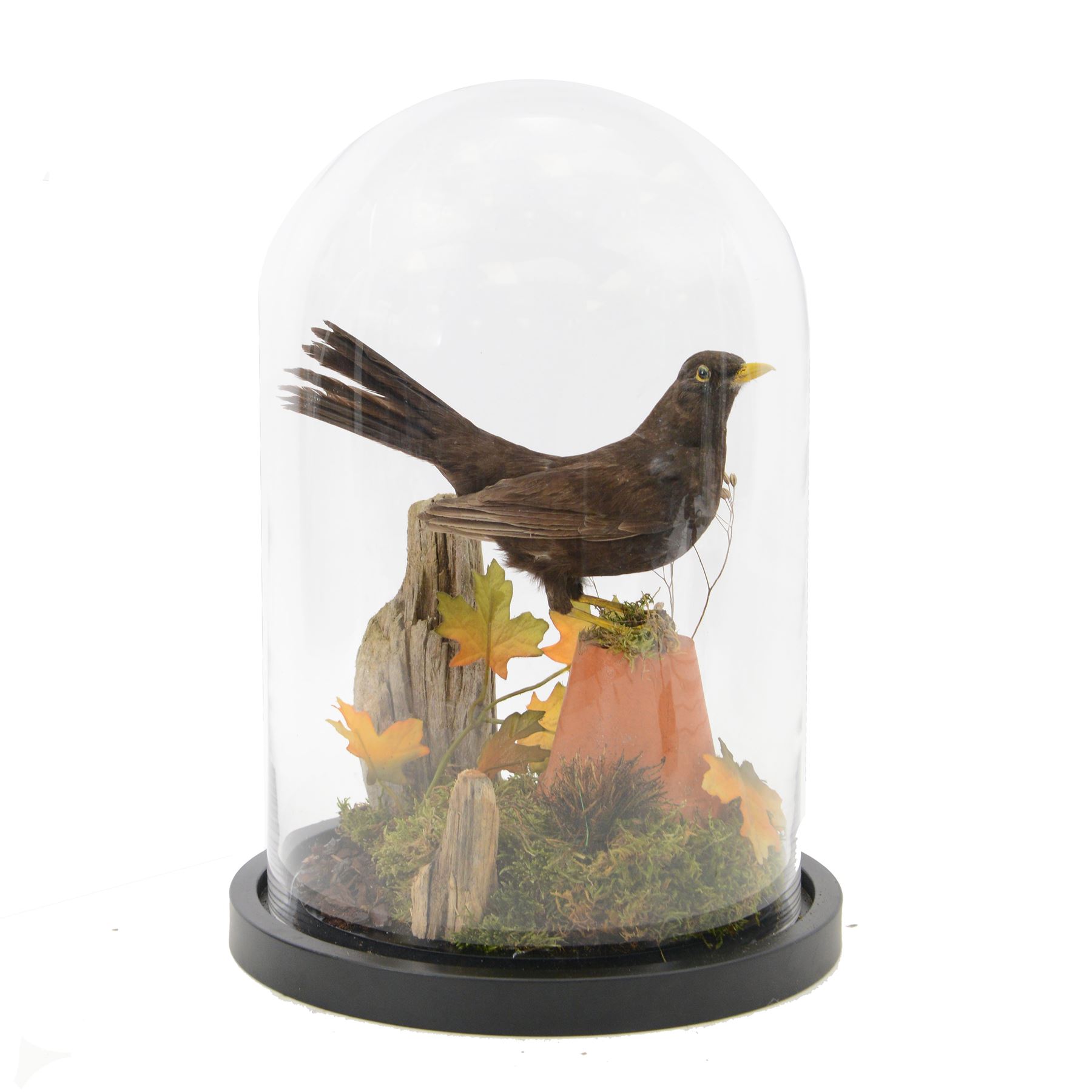 Taxidermy; Blackbird (Turdus merula) full adult mount perched upon a ...