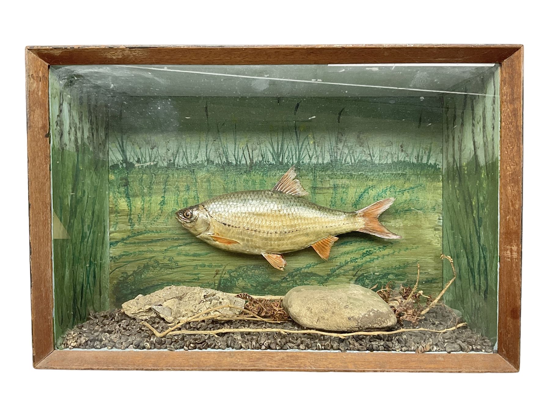 Taxidermy: Cased Rudd (Scardinius) adult mount set above a pebbled ...