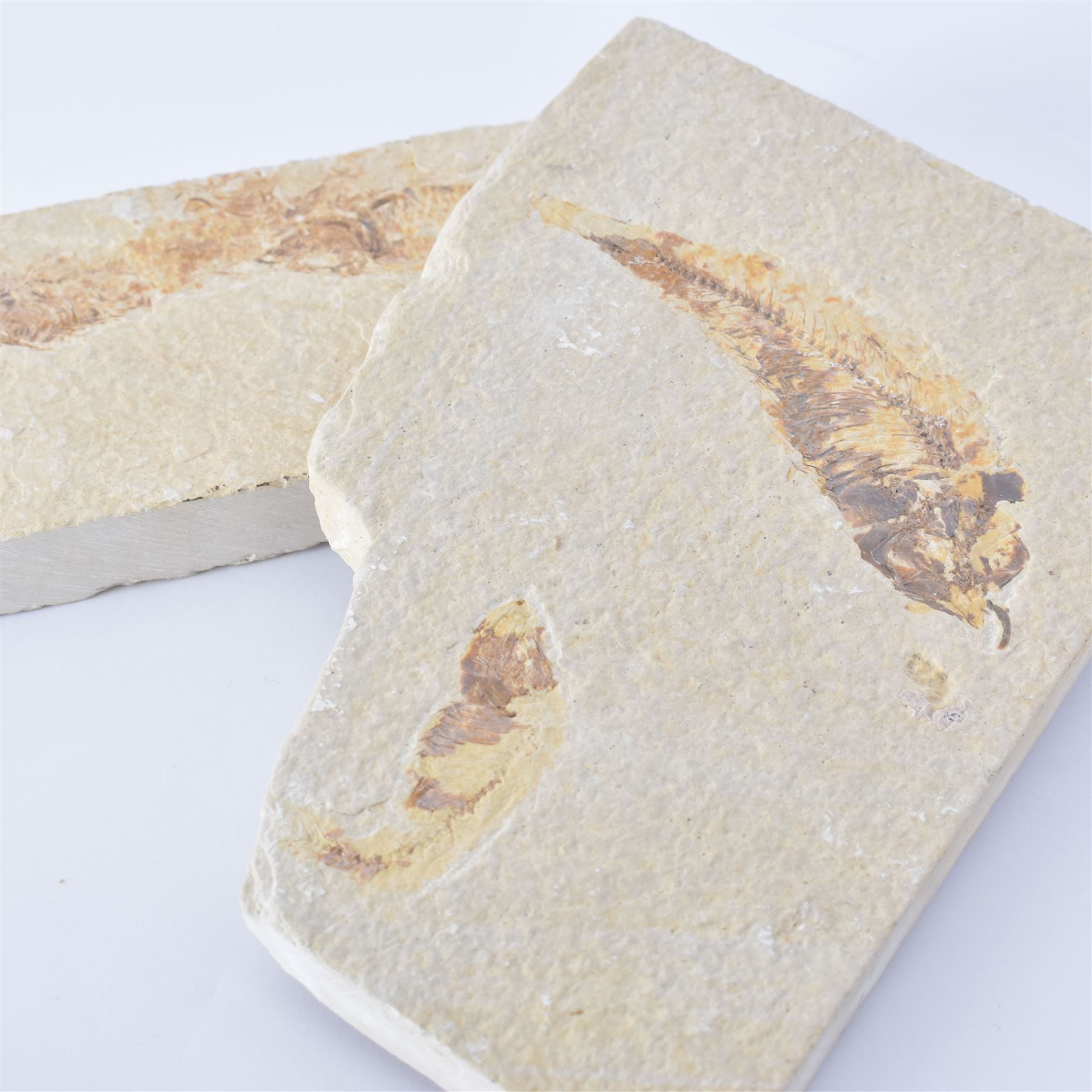 Four fossilised fish (Knightia alta) in two matrix | Fossils, Minerals ...