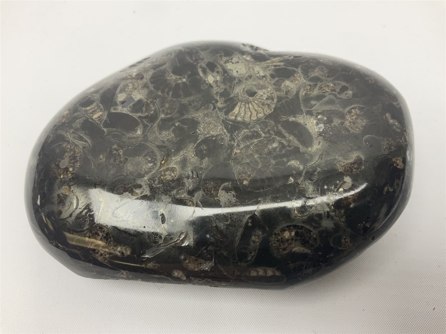 Stone paperweight with ammonite inclusions L10cm | Fossils, Minerals ...