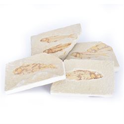 Six fossilised fish (Knightia alta) in four matrix; Eocene period ...