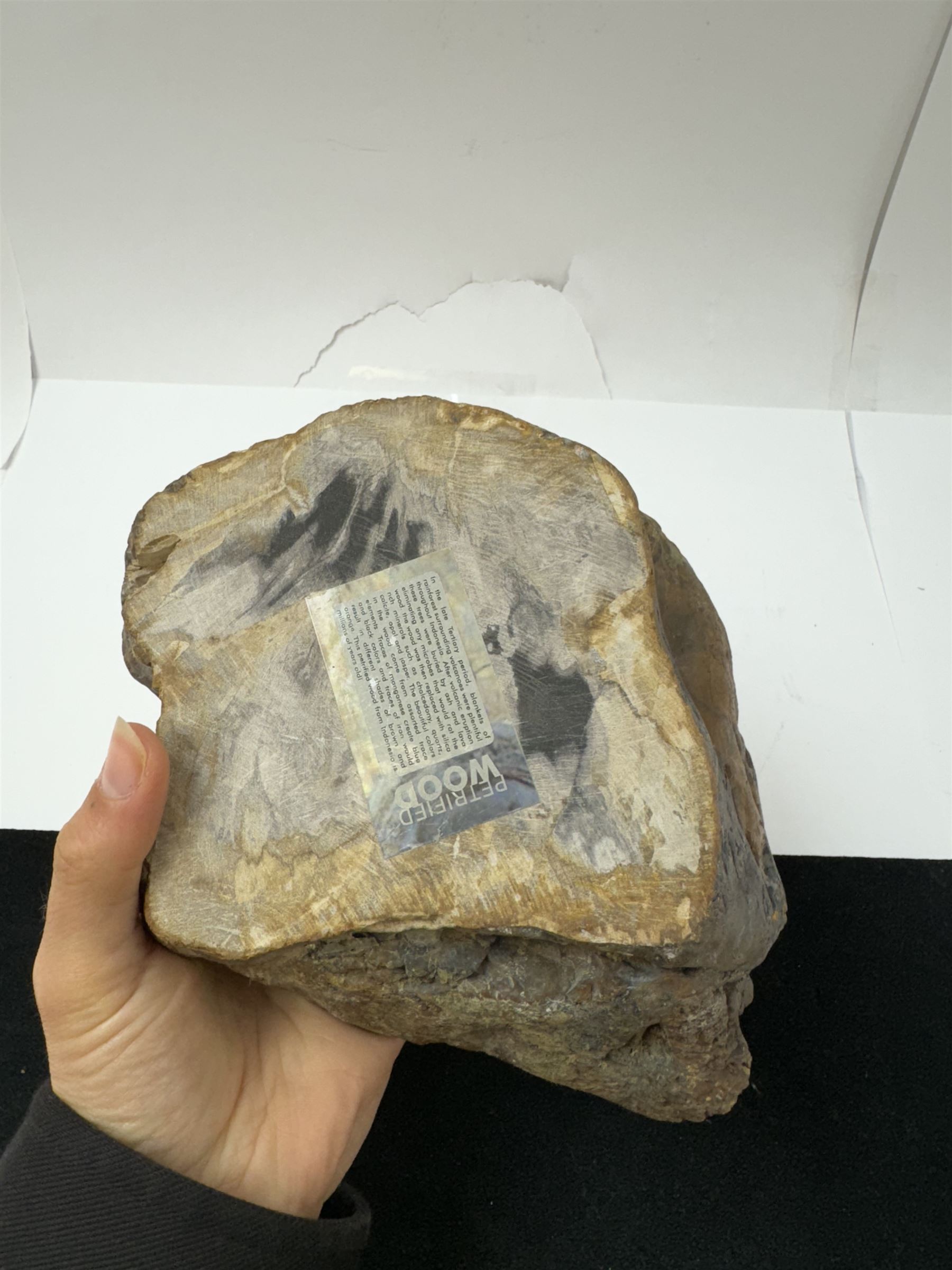 Polished petrified wood dish | Fossils, Minerals & Natural Sciences ...