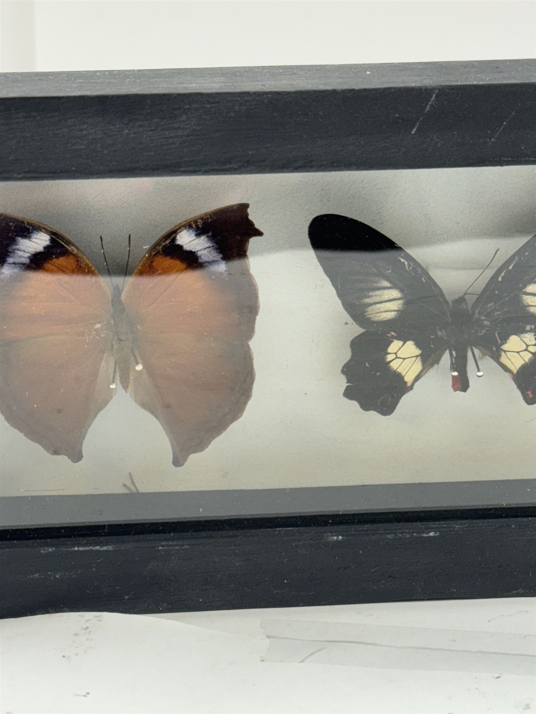 Entomology: Single glazed display of South American butterflies ...