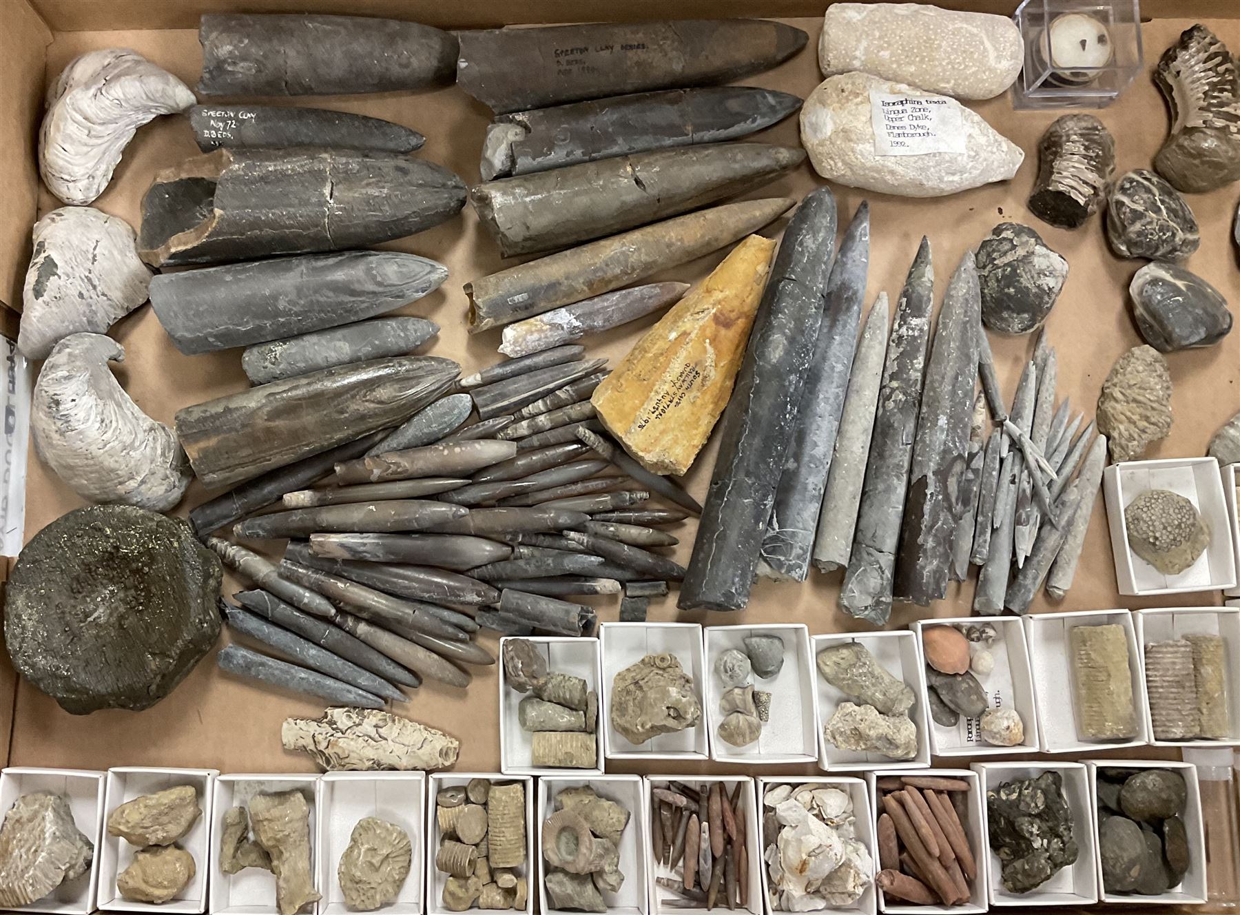 Natural History - A collection of fossils | Antiques, Collectables ...