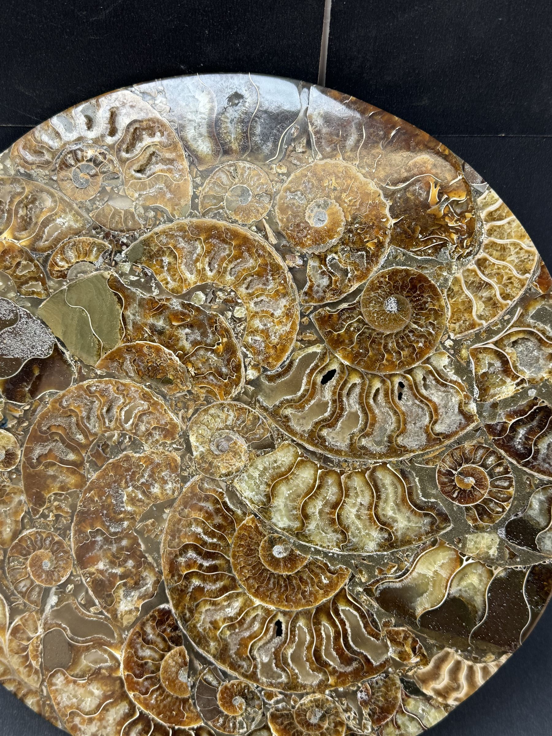 Polished ammonite plate | Fossils, Minerals & Natural Sciences | 106234