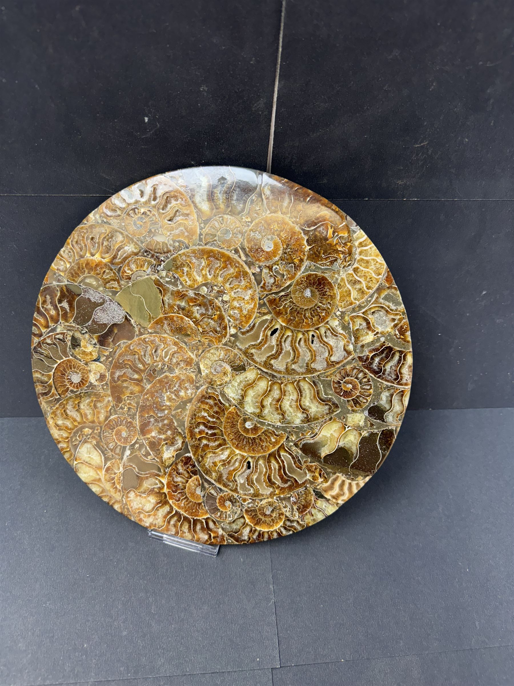 Polished ammonite plate | Fossils, Minerals & Natural Sciences | 106234
