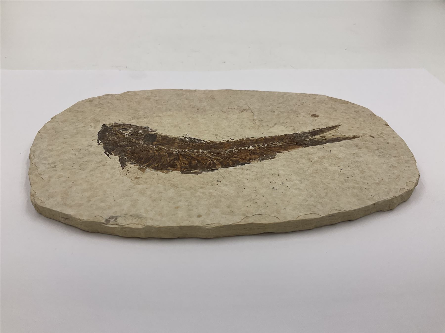 Fossilised fish (Knightia alta) in an oval matrix; age; Eocene period ...