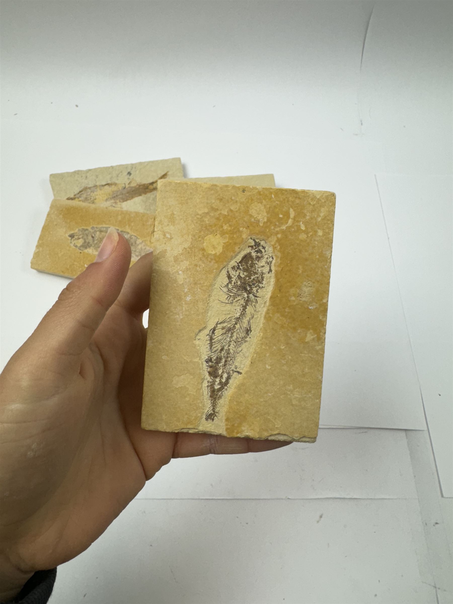 Four fossilised fish (Knightia alta) each in an individual matrix ...